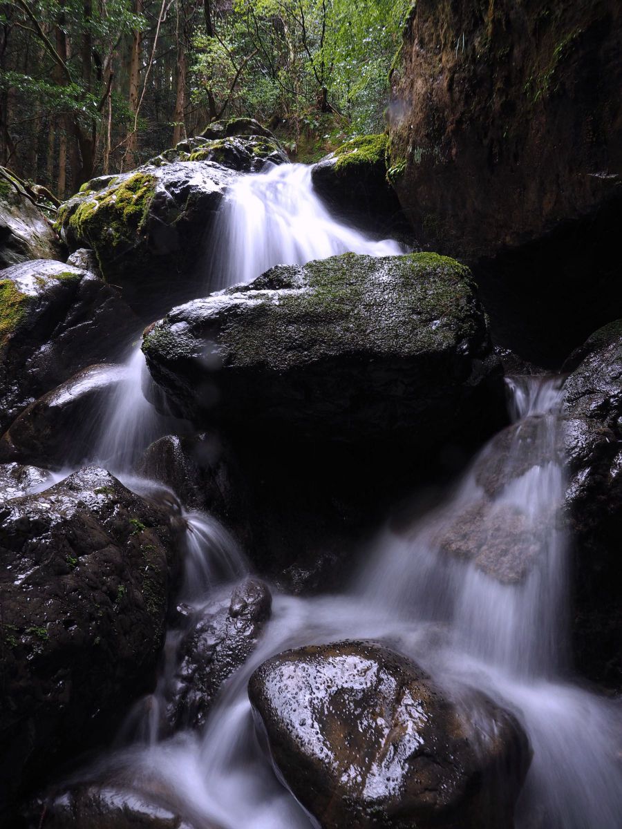 ONE ⬆️ WAY | GANREF