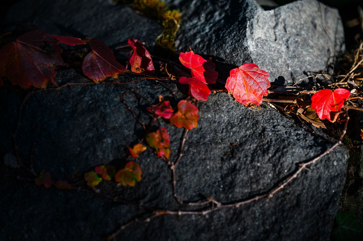 Color photography : 088 | GANREF