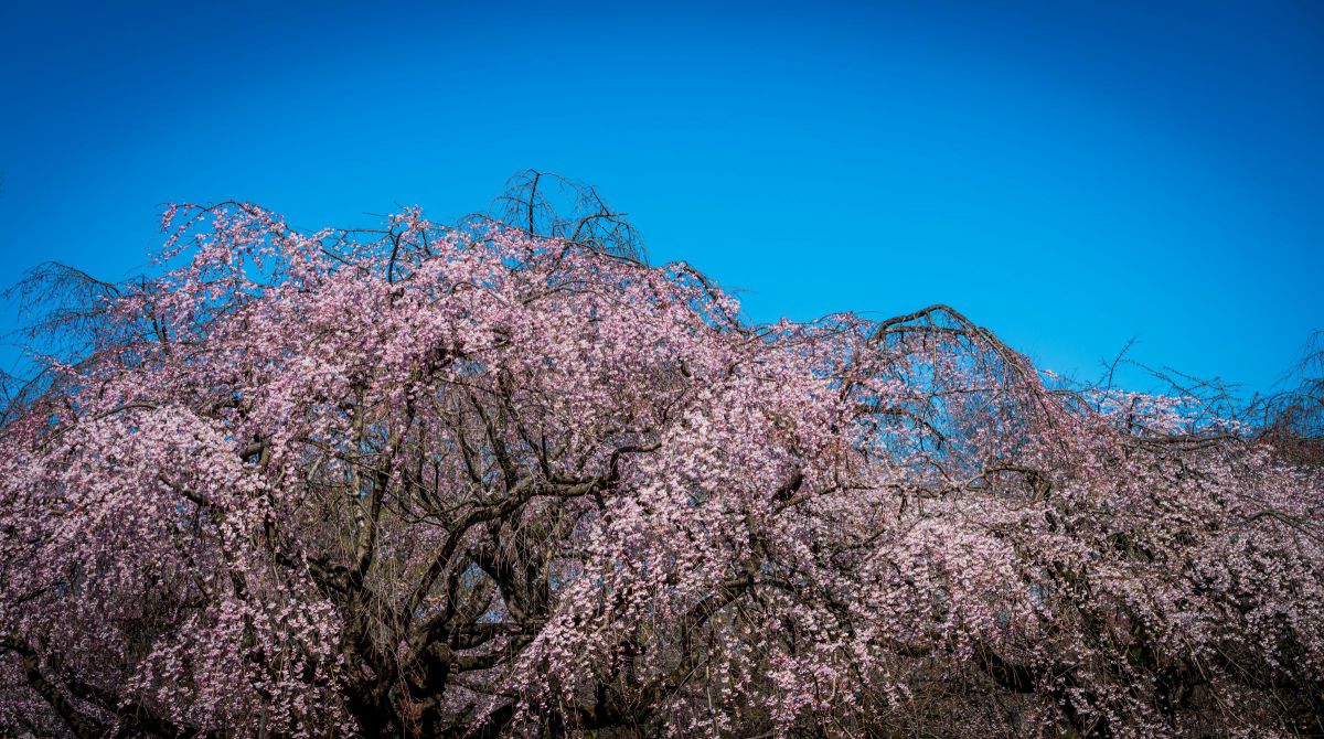 Color photography : 144 | GANREF