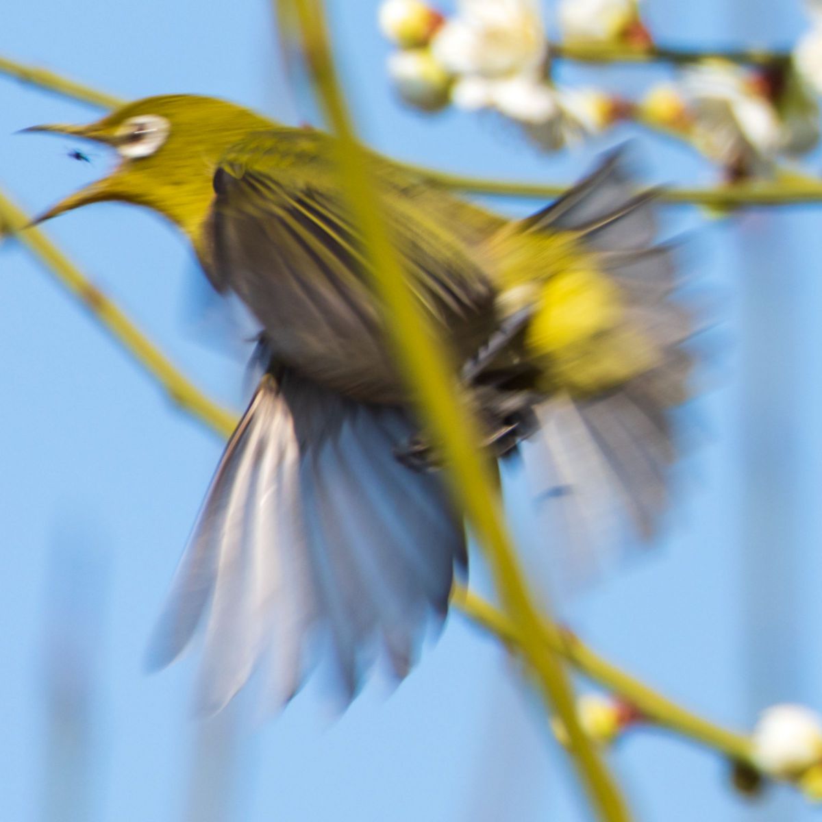 いただきまーす | GANREF