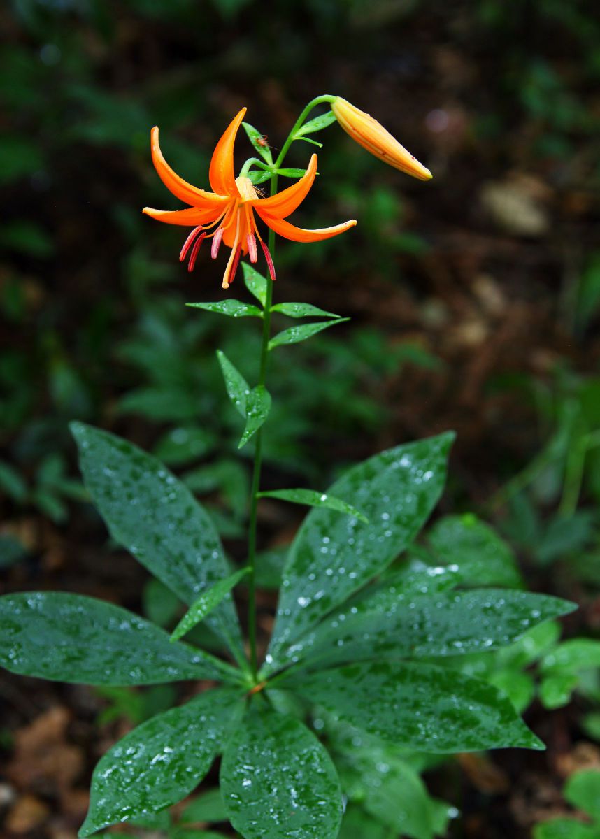 ー クルマユリ ー | GANREF