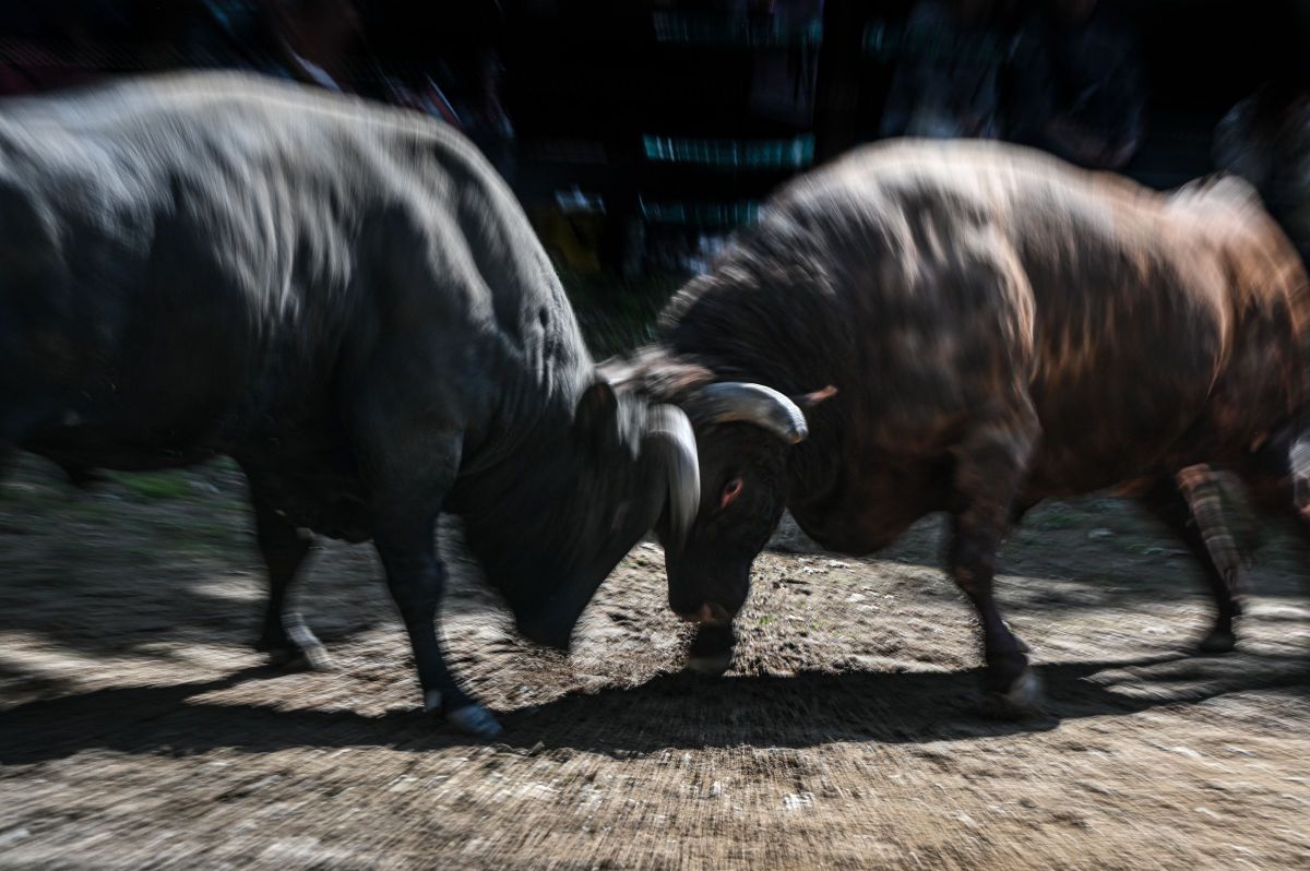 Raging Bull | GANREF