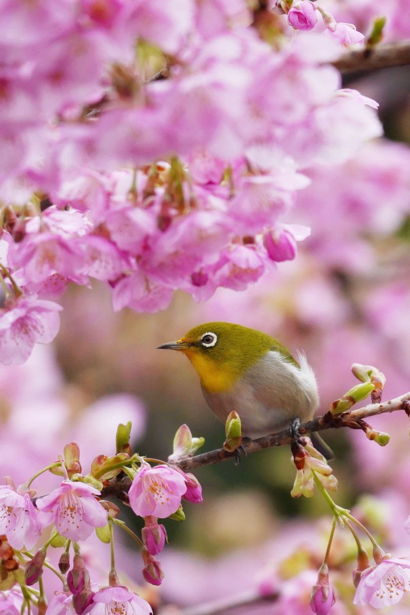 桜に包まれて | GANREF