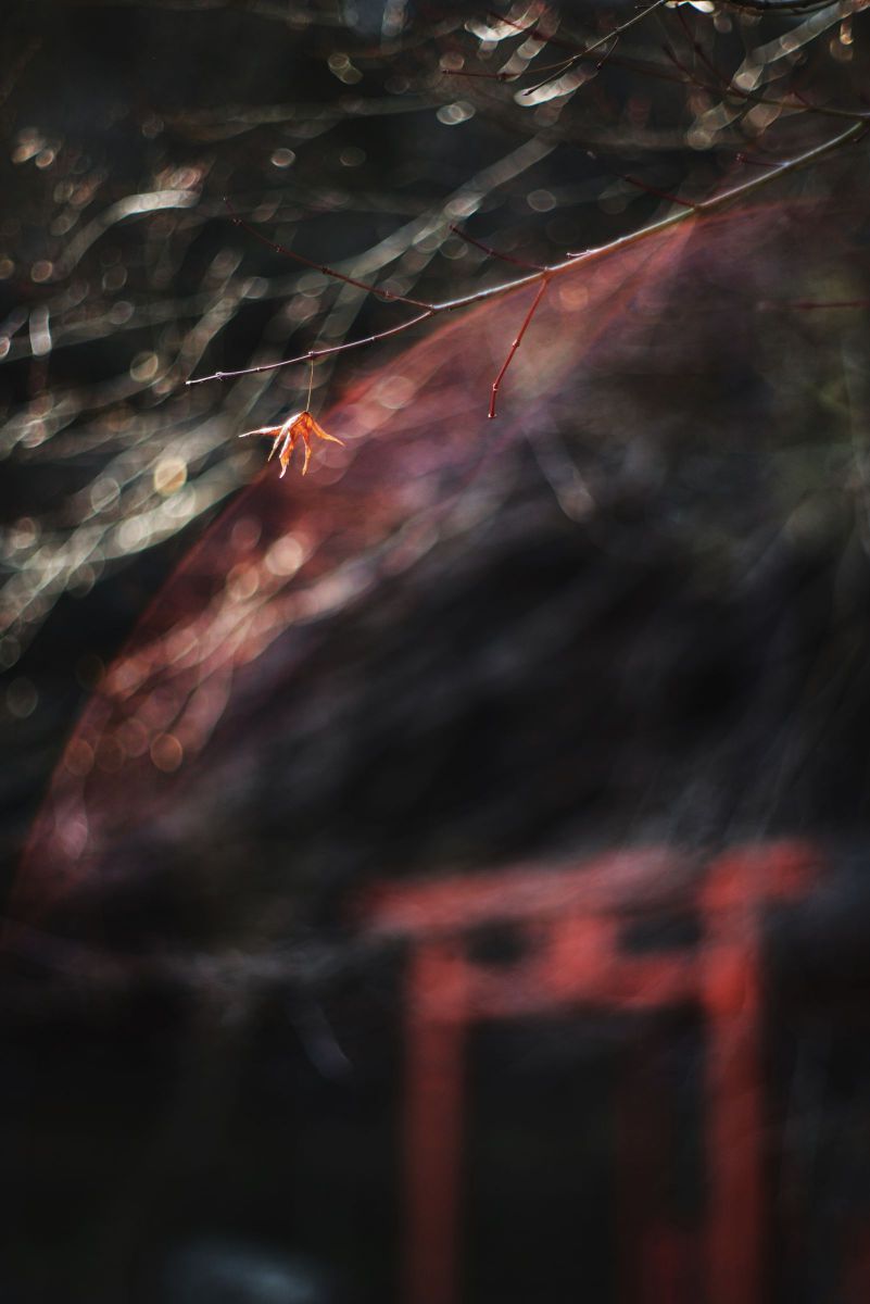 冬越し紅葉 | GANREF