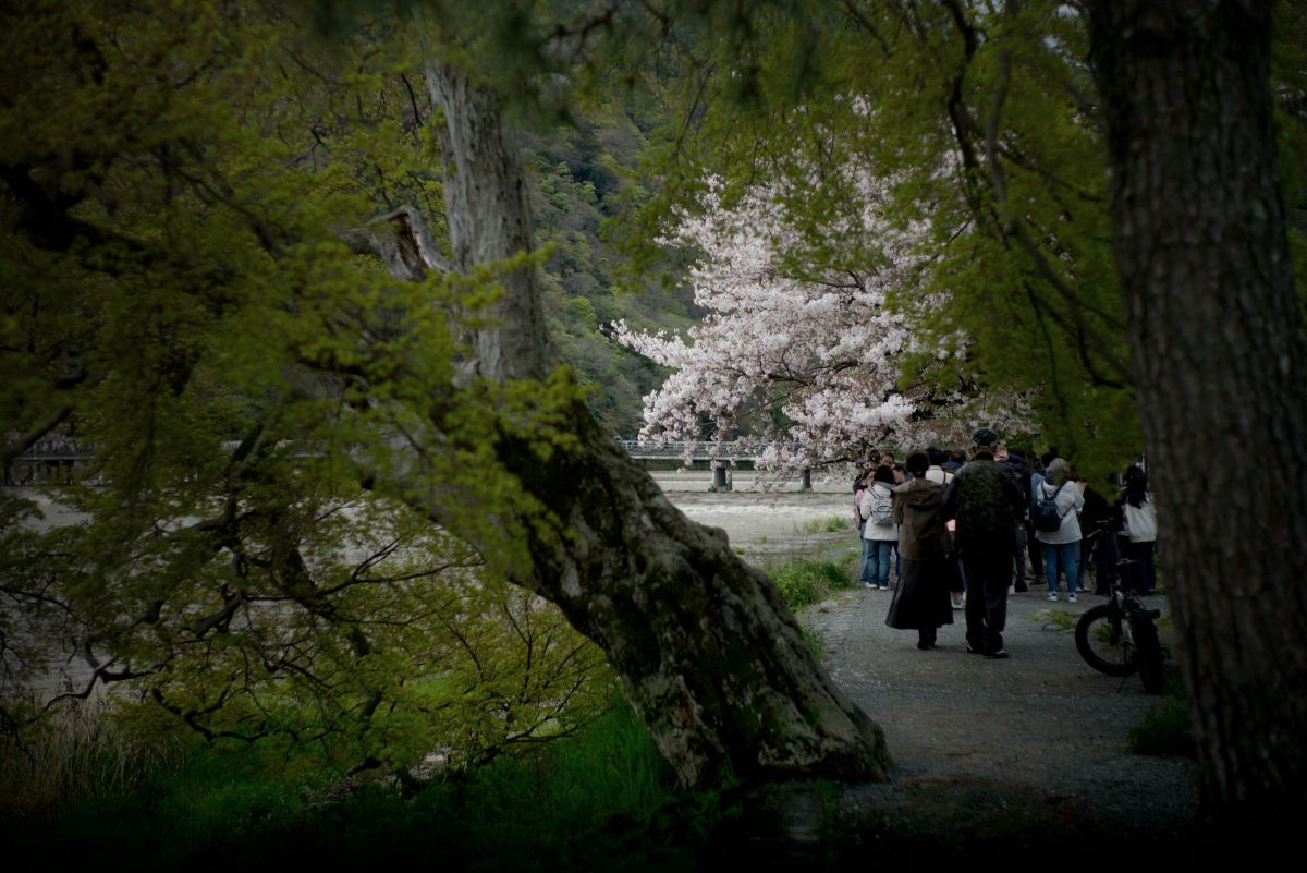 大雨でも散らず | GANREF