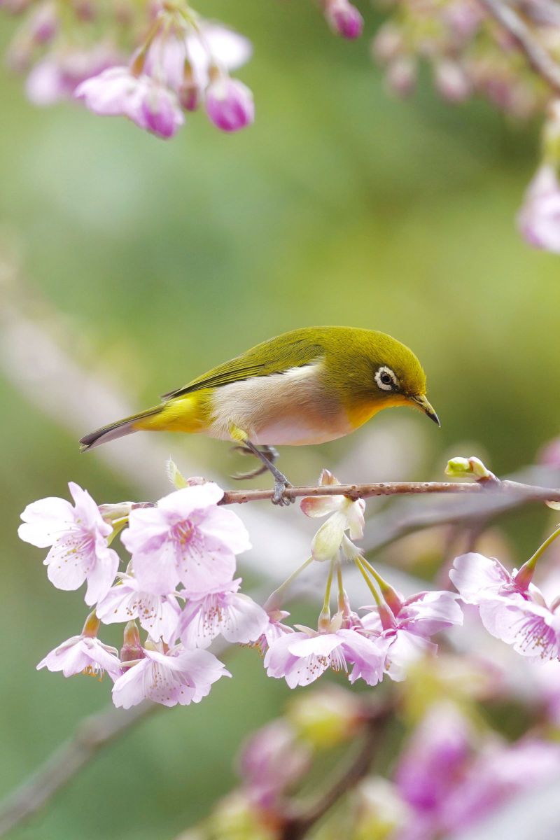 片足立ち | GANREF