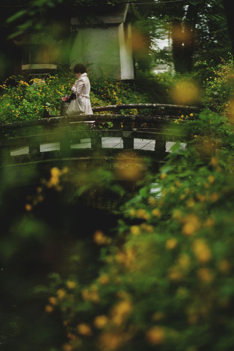 ヤマブキ | GANREF