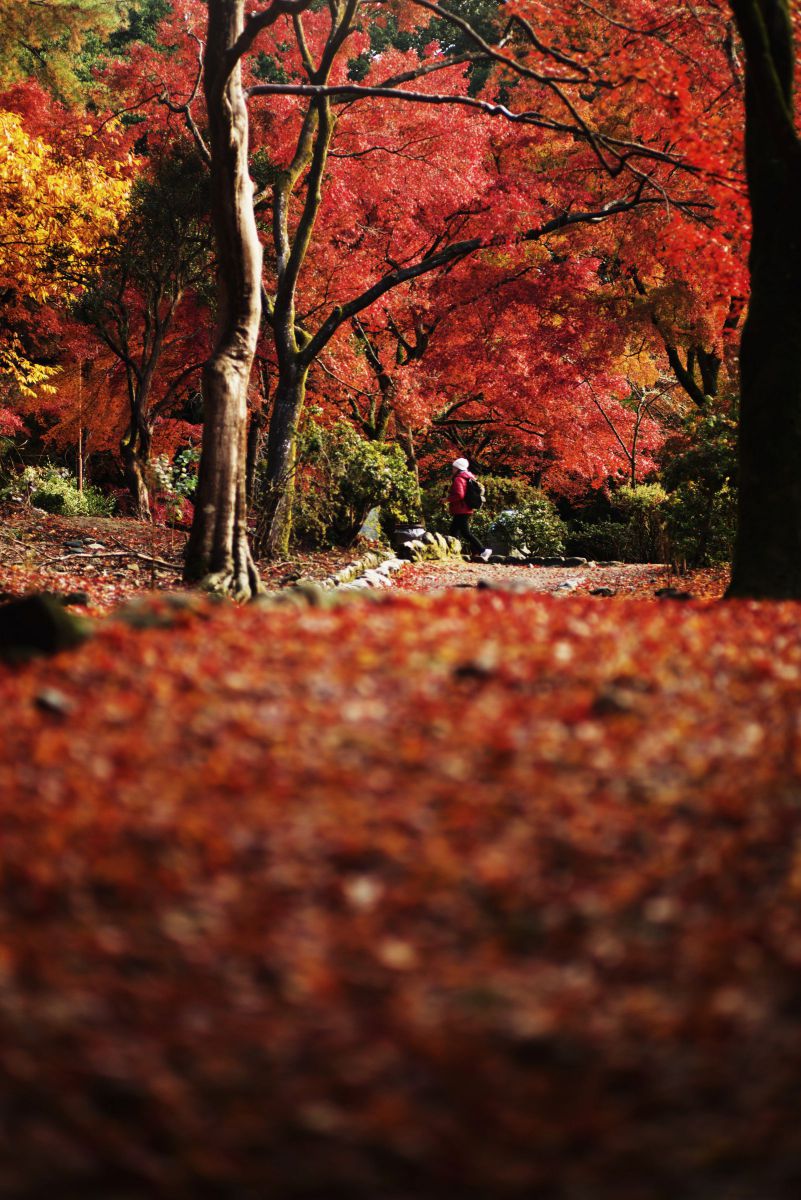 赤に染まる | GANREF