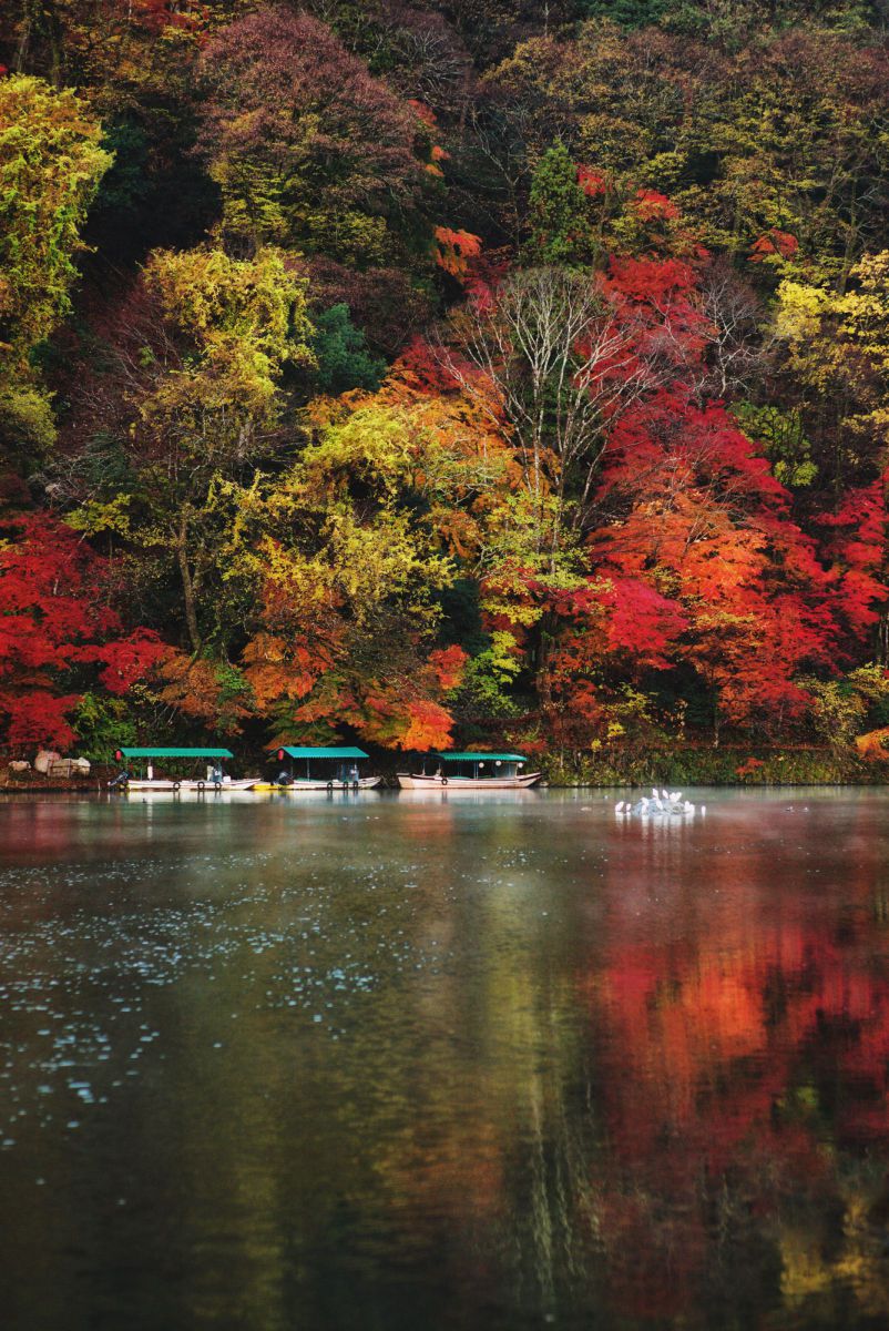 朝霧と紅葉 | GANREF