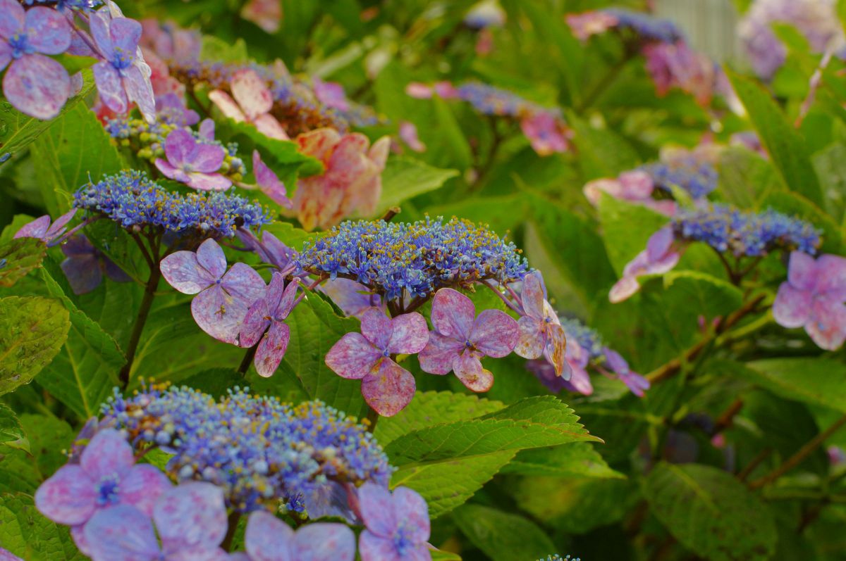 FANTASY ZONE | GANREF