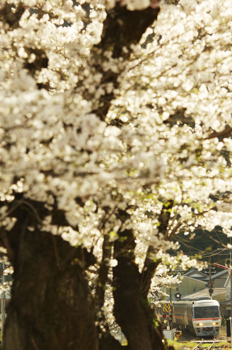 上麻生の桜並木を往くキハ85系特急ひだ | GANREF