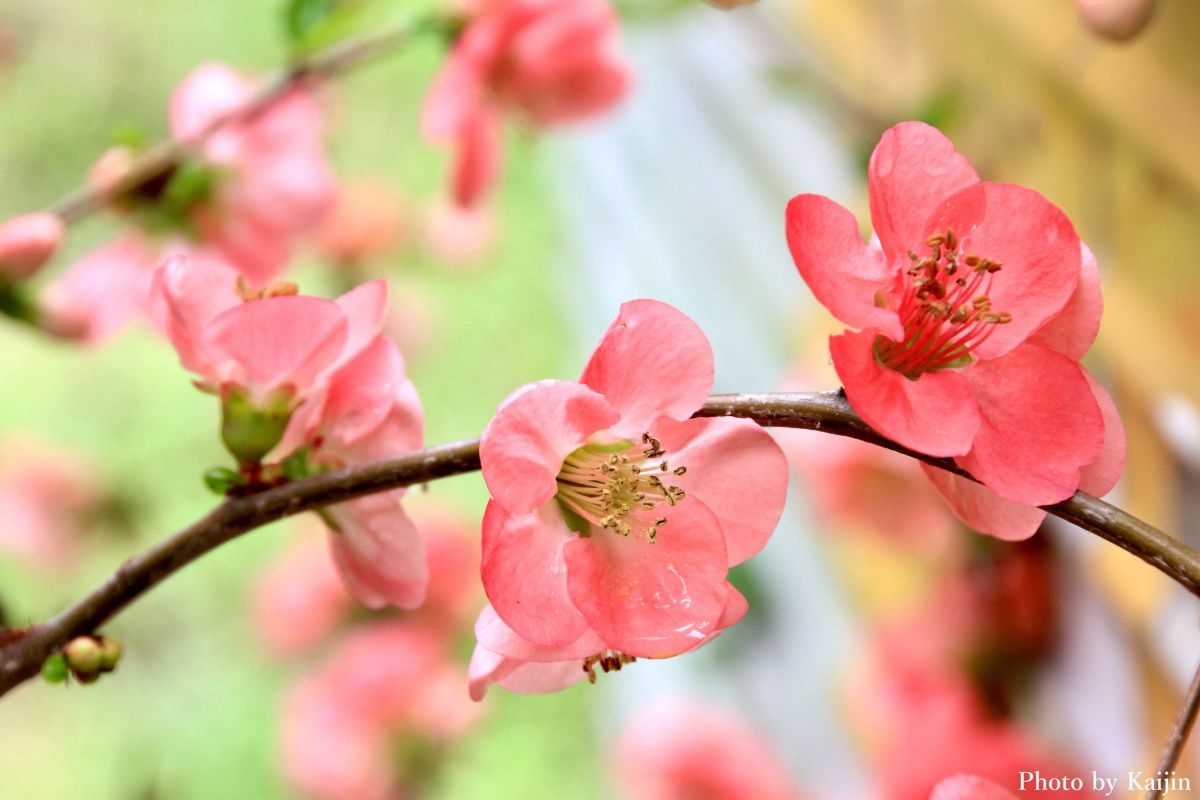 雨で濡れたボケ 1 | GANREF