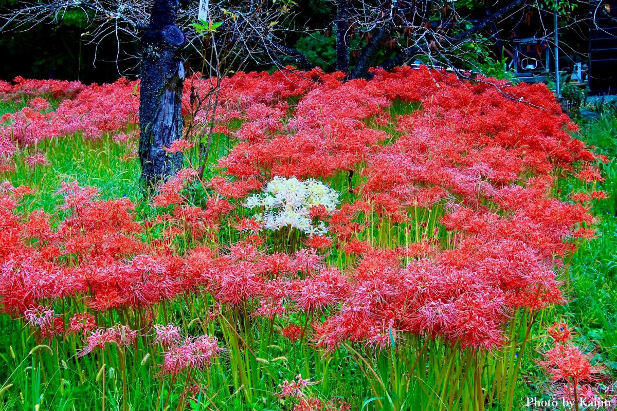紅白彼岸花群生 1 | GANREF