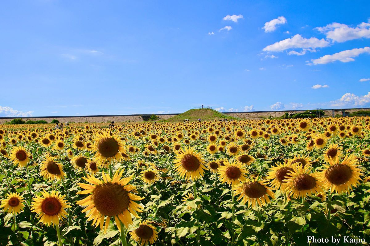 満開の向日葵 4 | GANREF