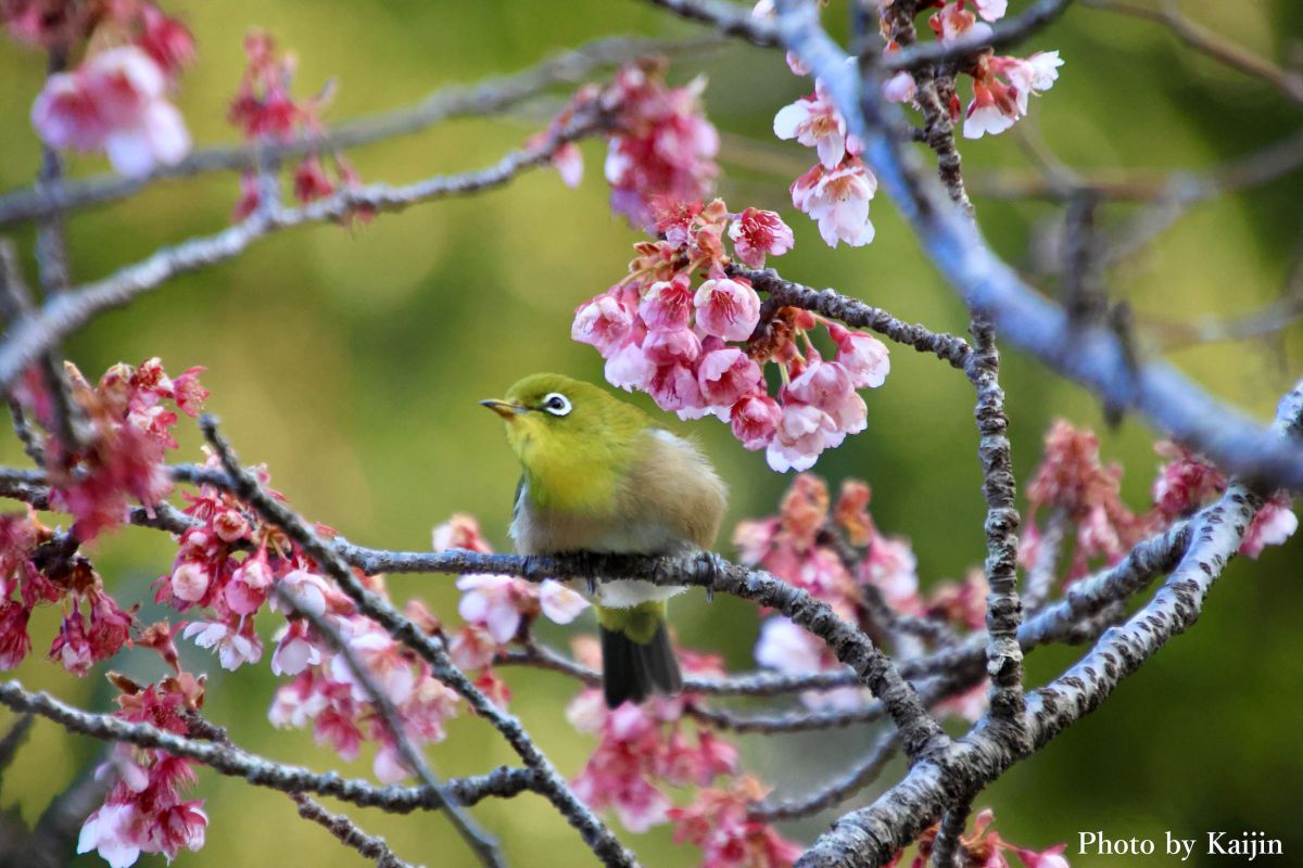 熱海桜にメジロ 7 | GANREF