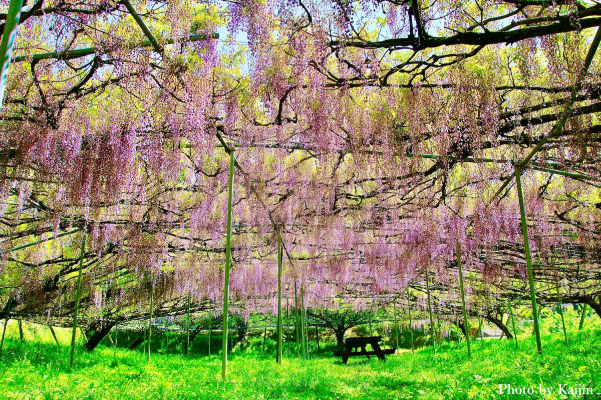 ベンチを覆う藤 6 | GANREF