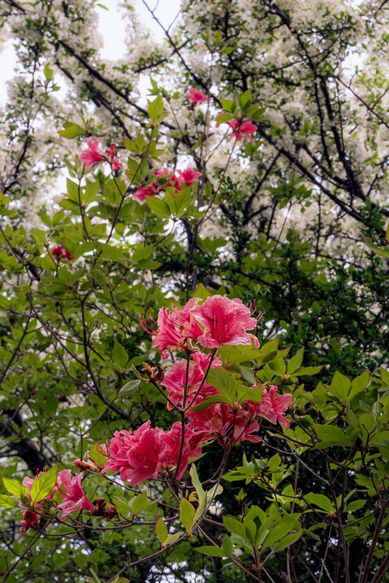 赤城のツツジ | GANREF