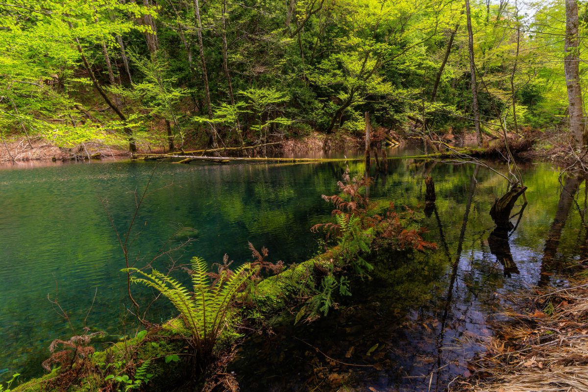 新緑の湖畔 | GANREF