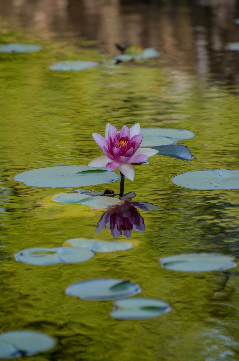 満咲いている花 | GANREF