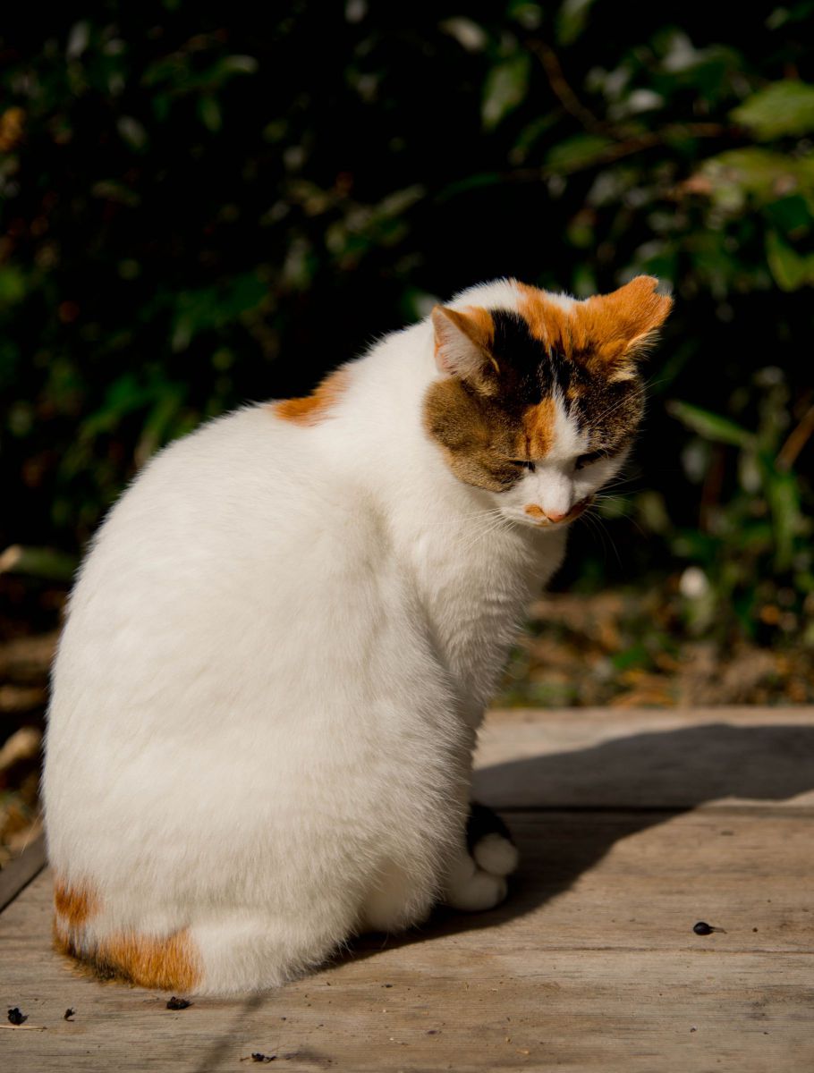 猫は何を考えているか | GANREF