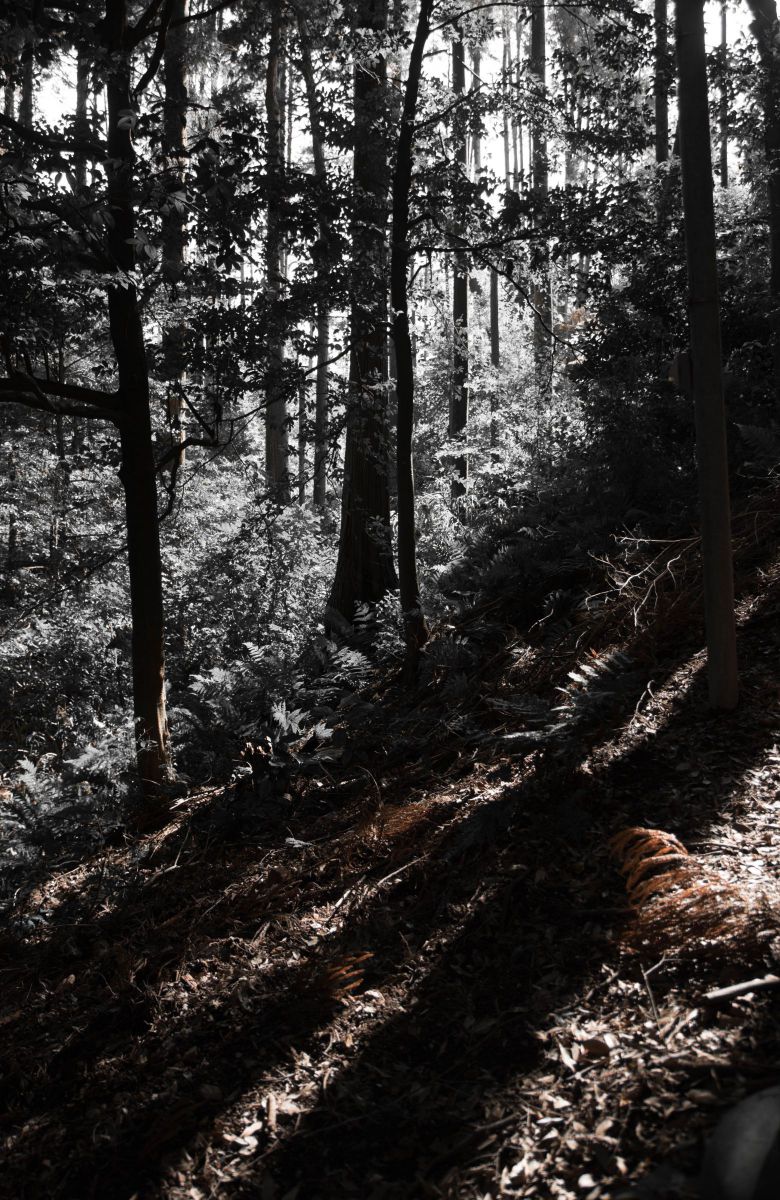 ひかりの二象性 | GANREF