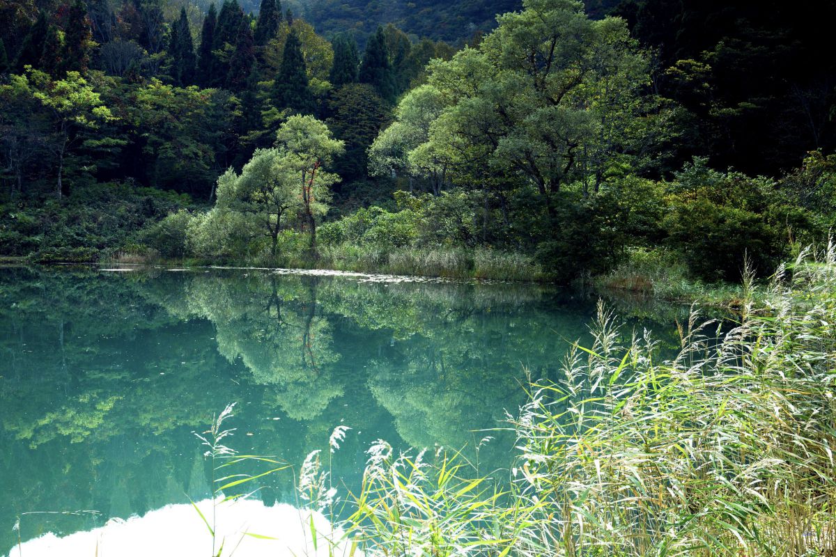 しろ池でリフレクションGet！ | GANREF