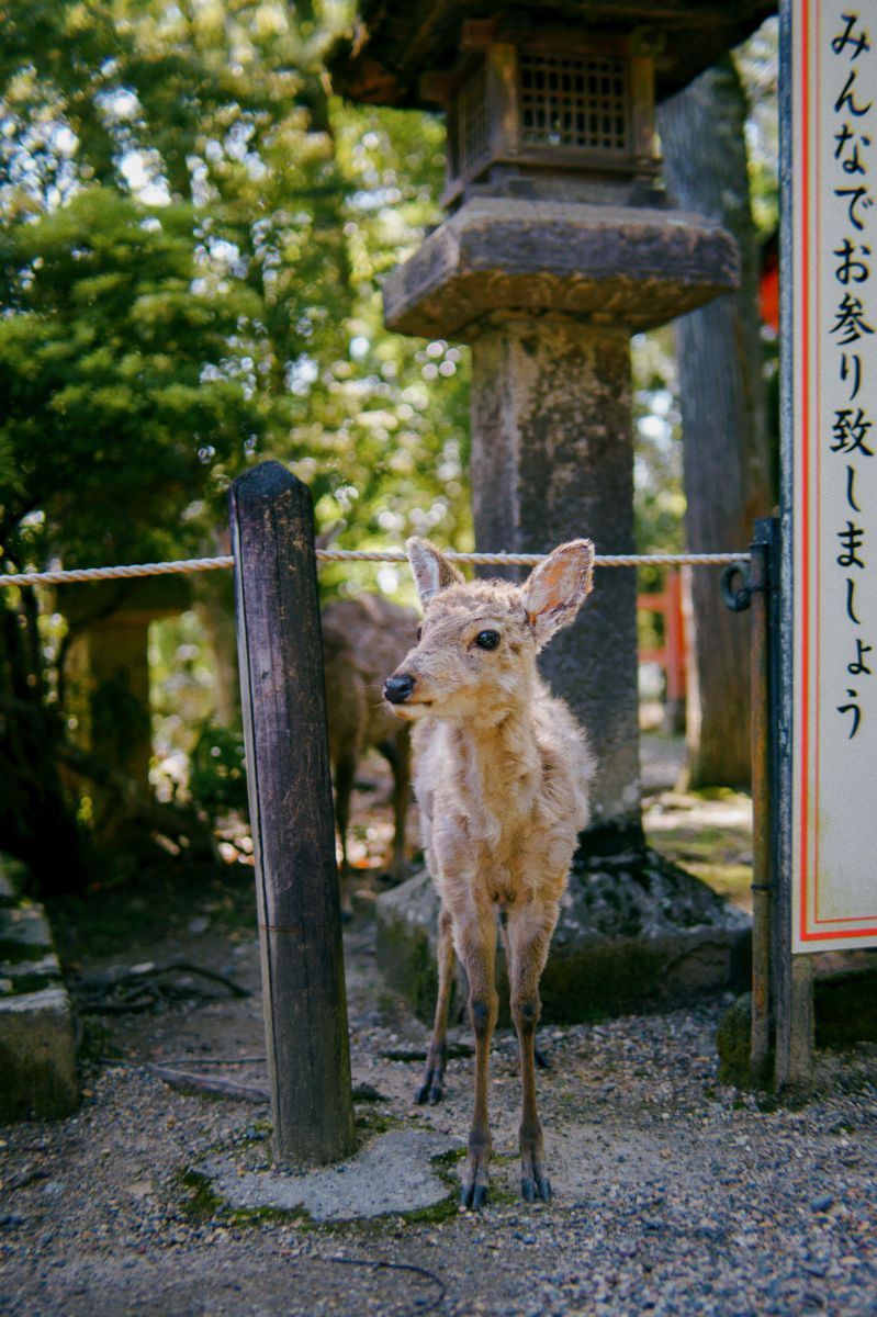 神職鹿ちゃん | GANREF