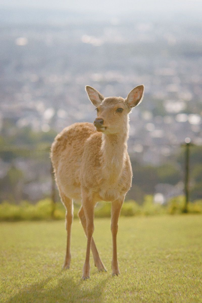 夕陽と鹿ちゃん | GANREF
