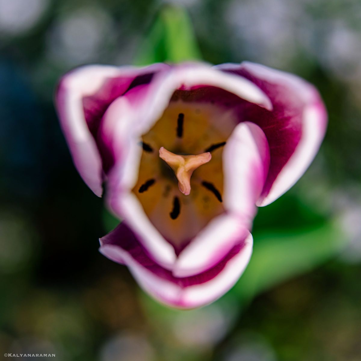 Tulip | GANREF