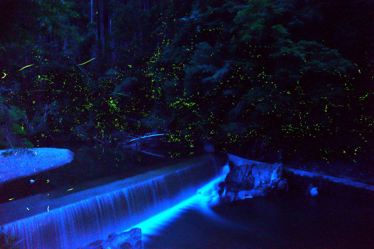 ホタル乱舞 | GANREF