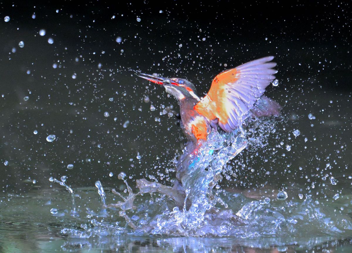 カワセミ113 | GANREF