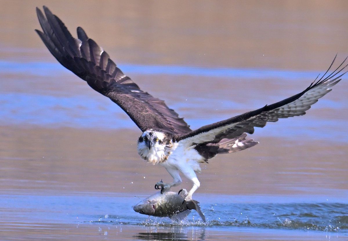 猛禽類88 | GANREF