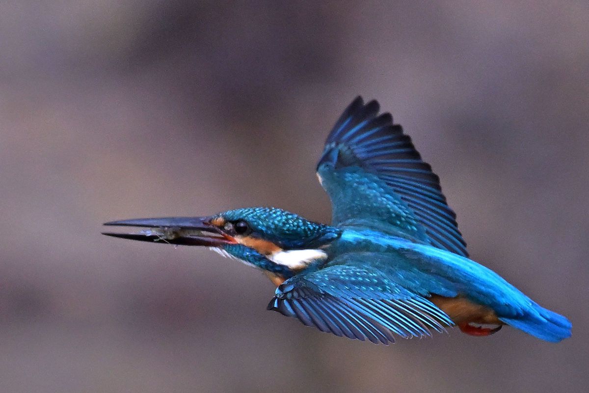 カワセミ120 | GANREF