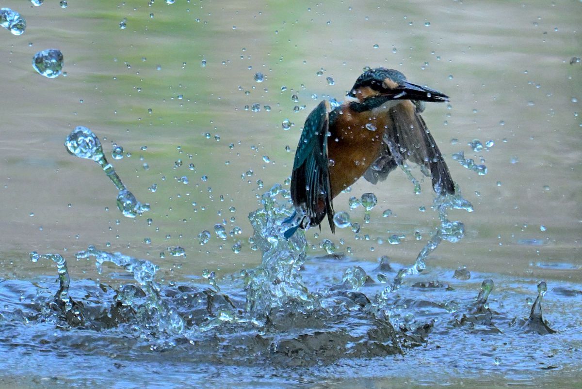 カワセミ116 | GANREF