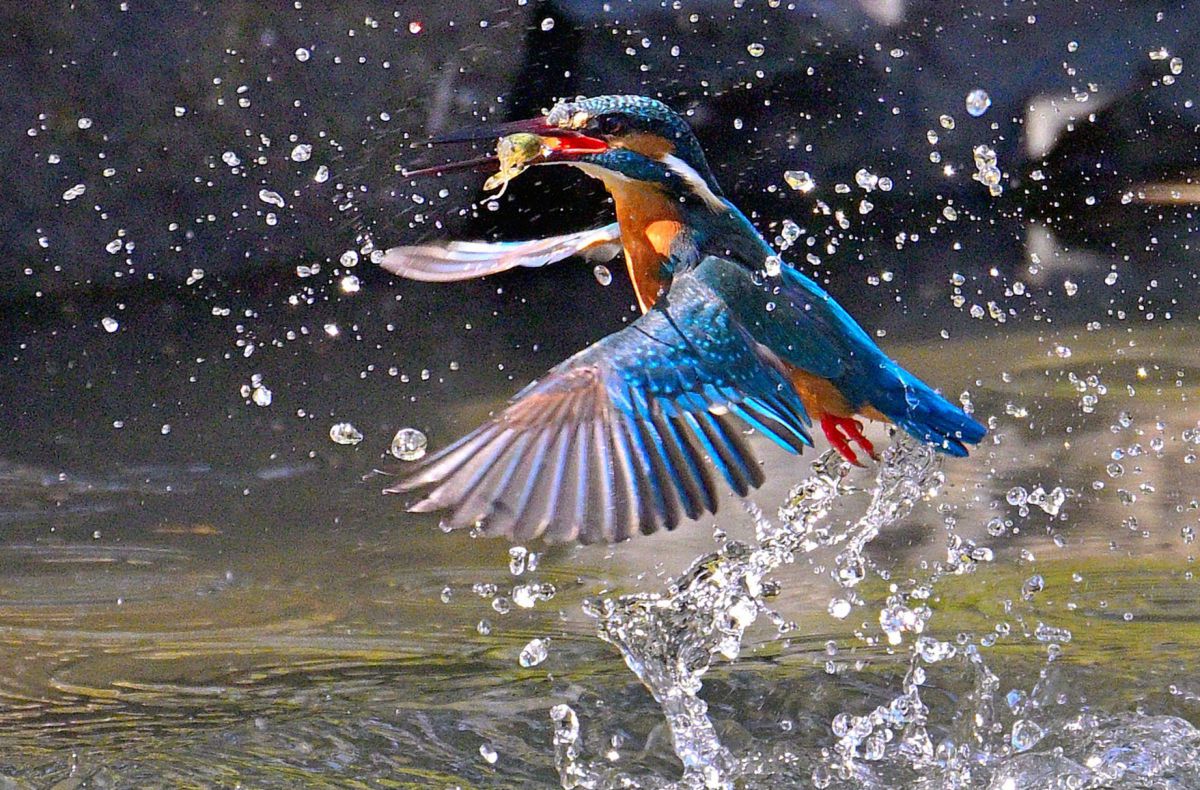 カワセミ96 | GANREF