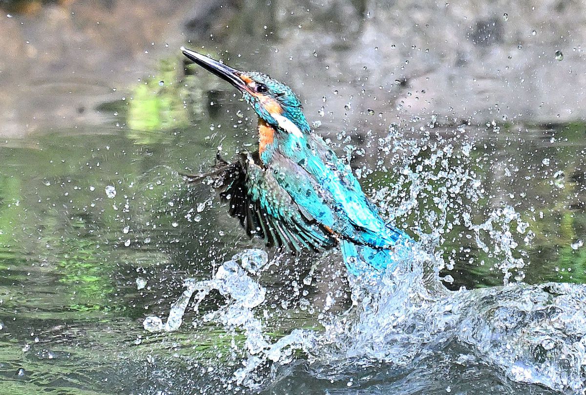 カワセミ75 | GANREF