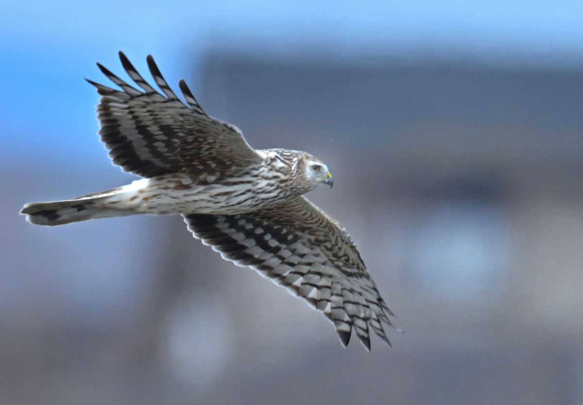 猛禽類116 | GANREF