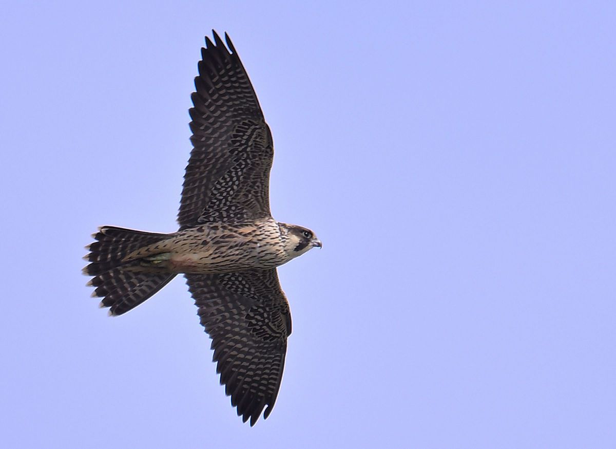 猛禽類102 | GANREF