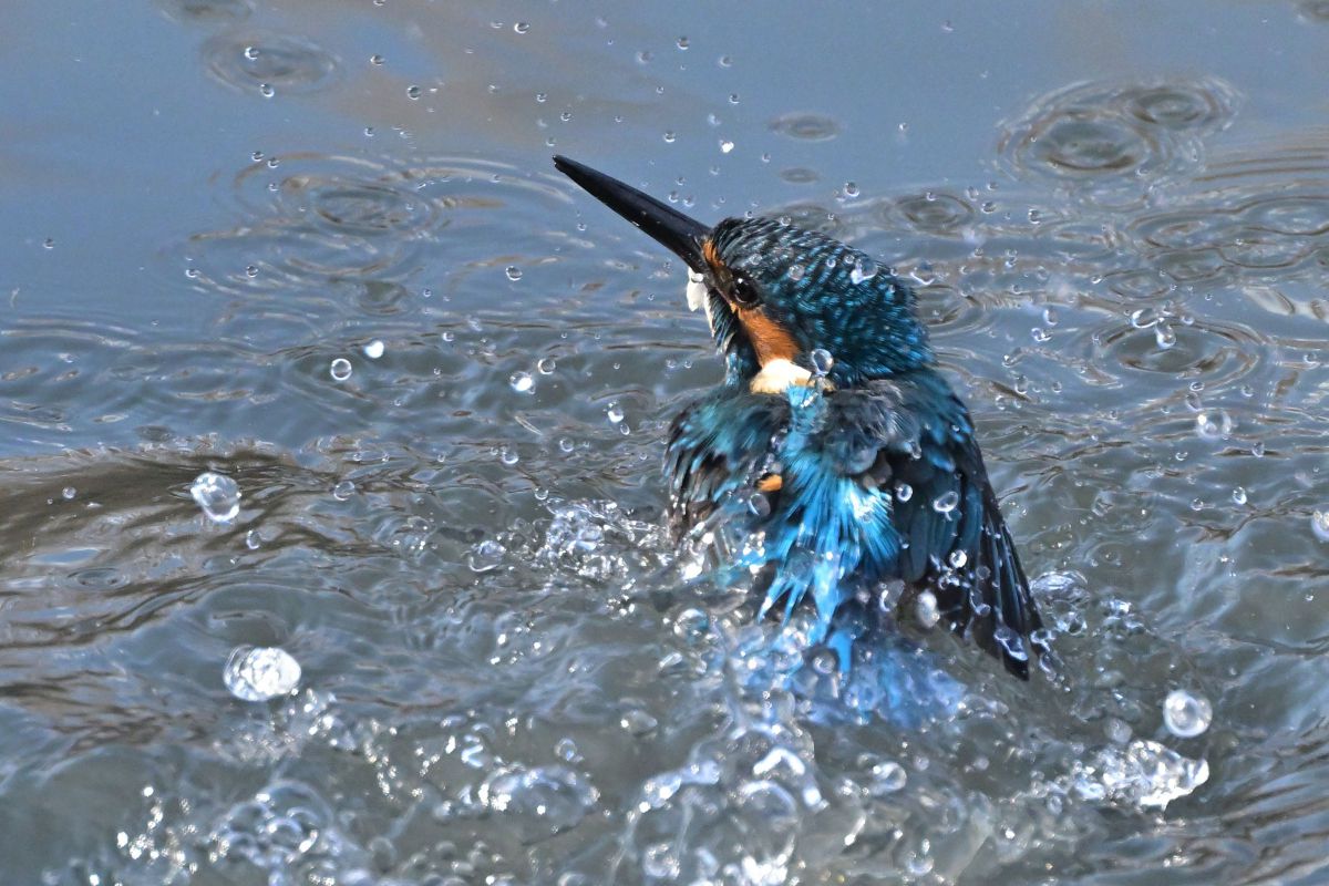 カワセミ119 | GANREF