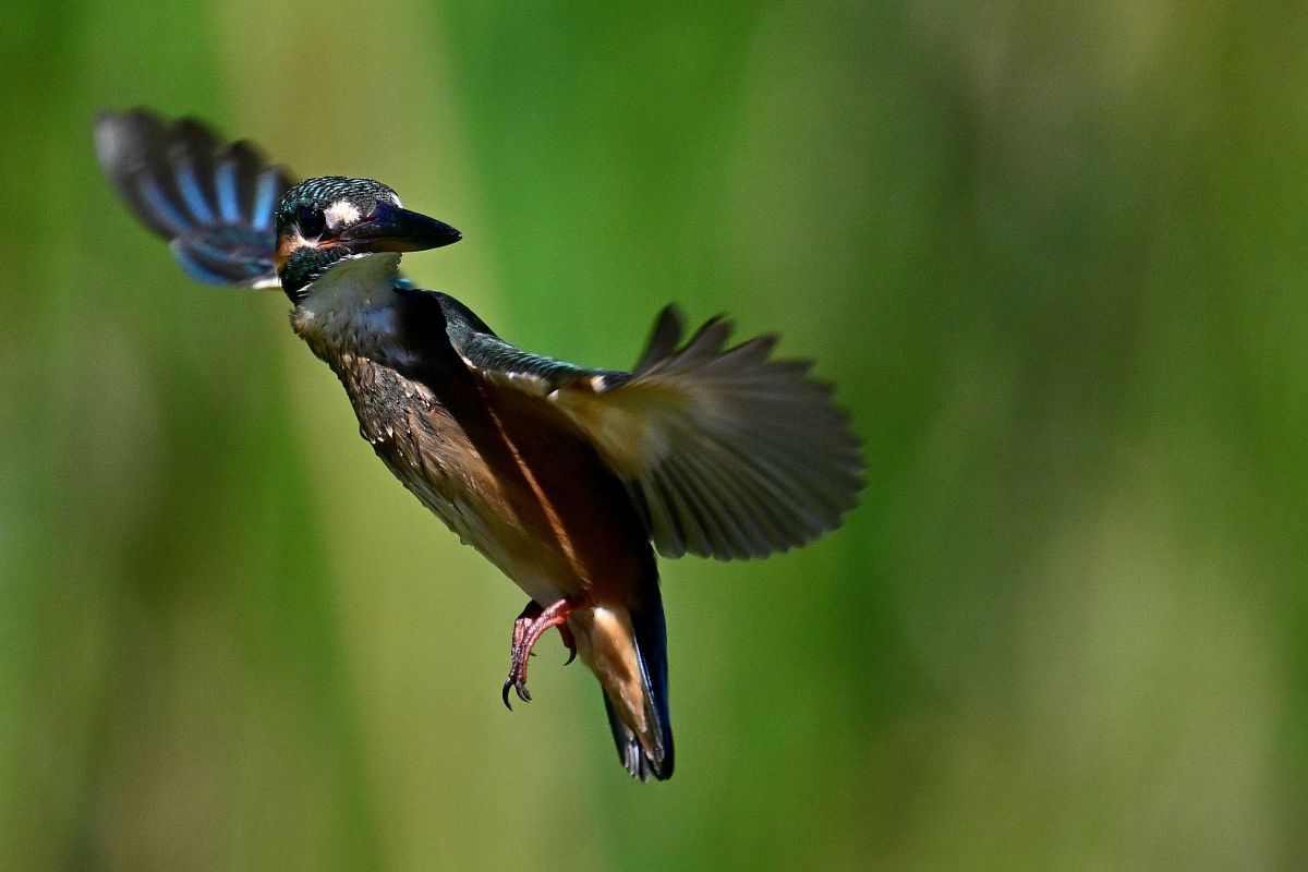 かわせみ134 | GANREF