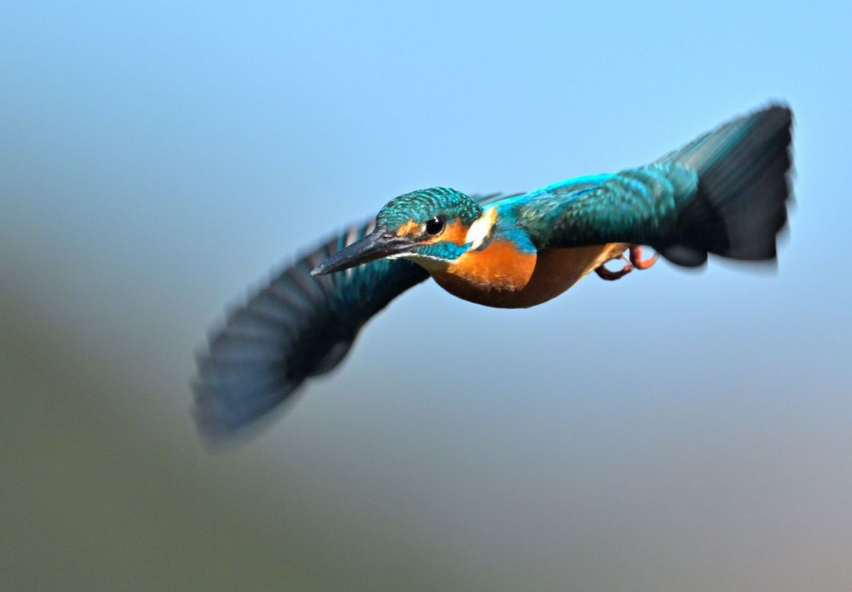 カワセミ85 | GANREF