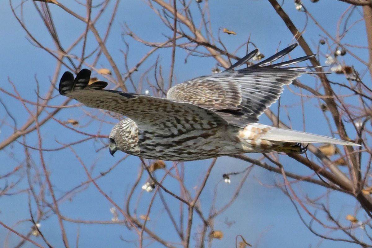 猛禽類119 | GANREF