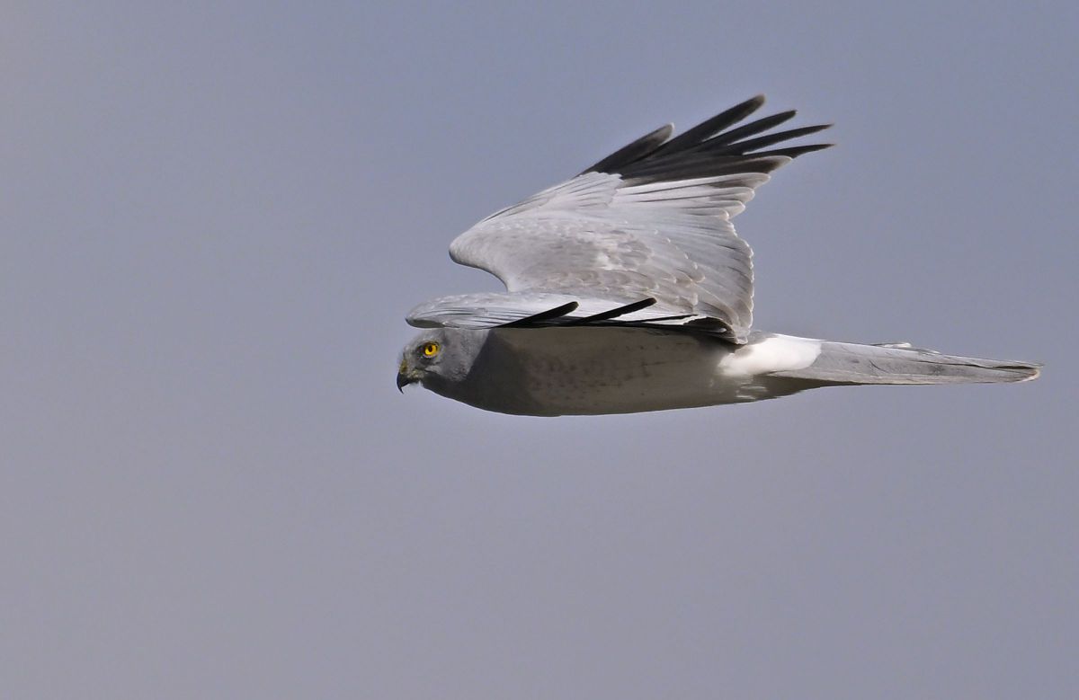 猛禽類119 | GANREF