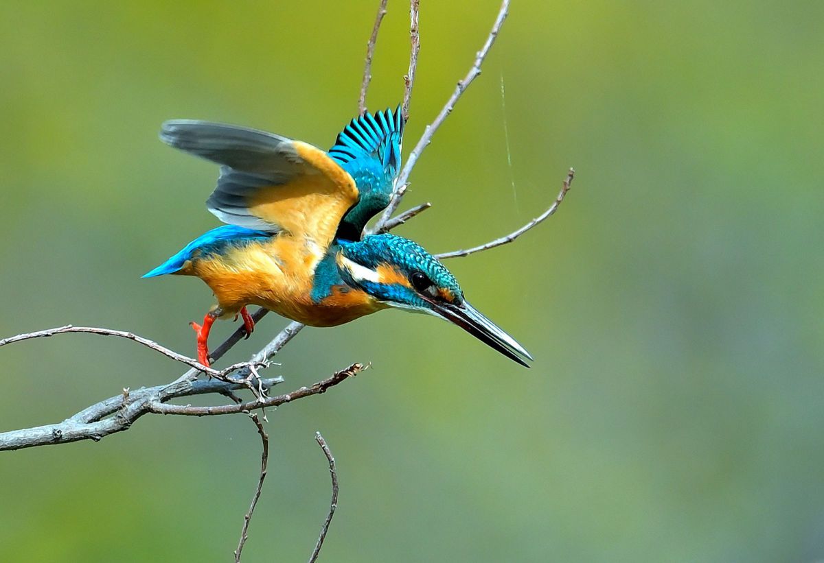 カワセミ73 | GANREF