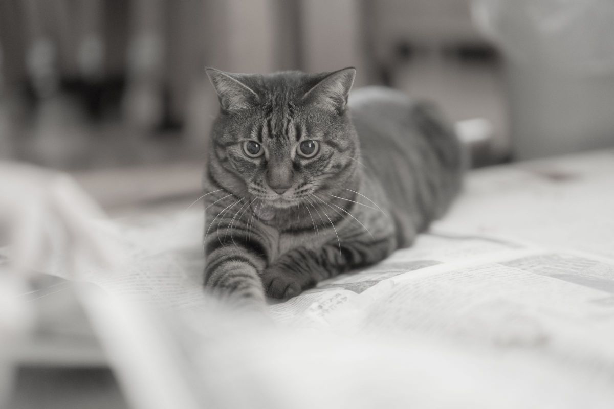 ¨次女¨385 /我が家の家族になる | GANREF