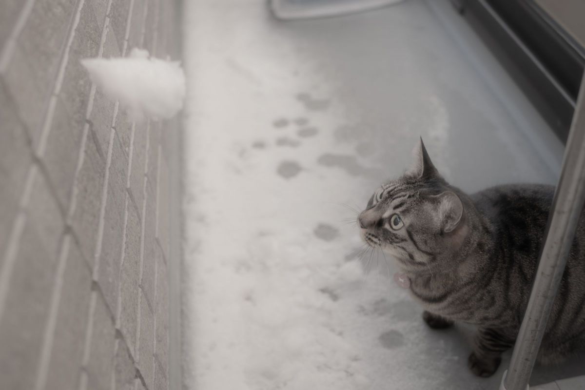 ¨次女¨379 /我が家の家族になる | GANREF