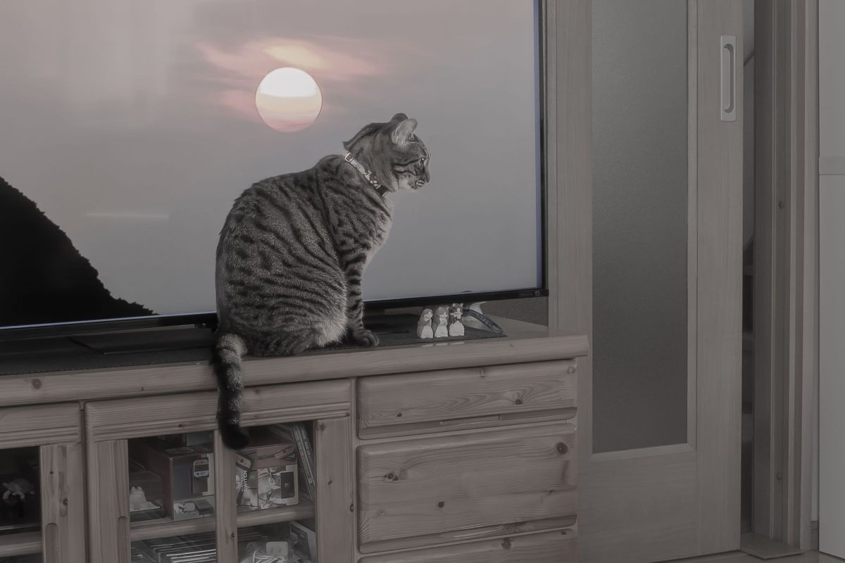 ¨次女¨477 /我が家の家族になる | GANREF