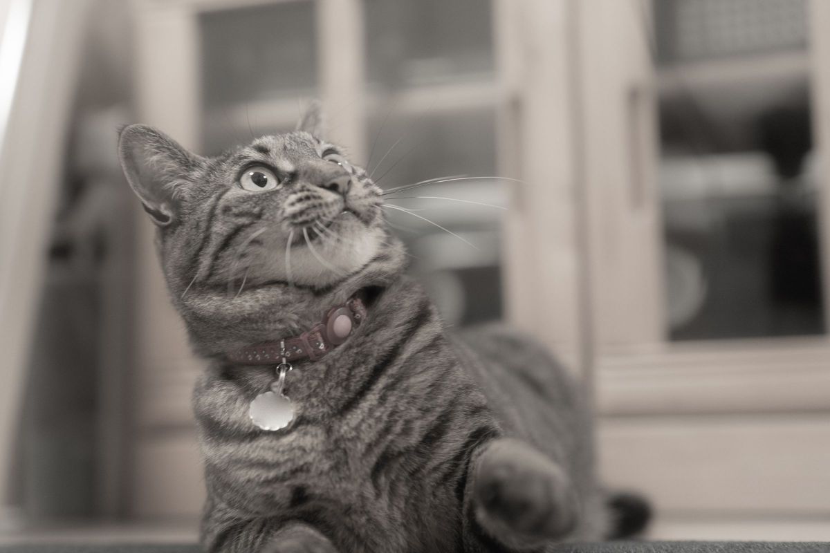 ¨次女¨369 /我が家の家族になる | GANREF