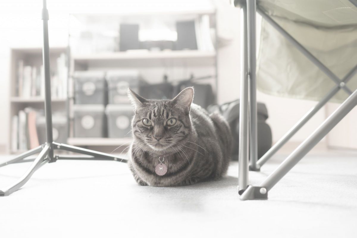 ¨次女¨397 /我が家の家族になる | GANREF