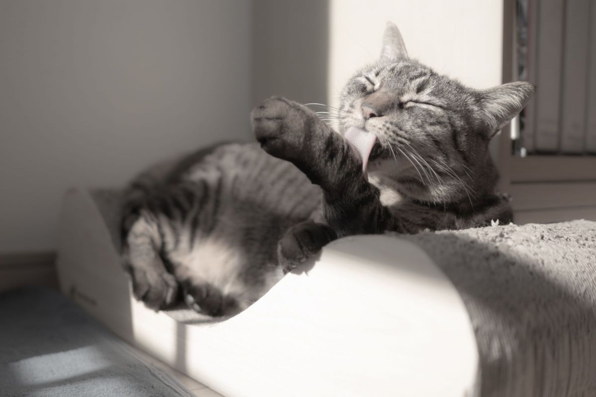 ¨次女¨416 /我が家の家族になる | GANREF